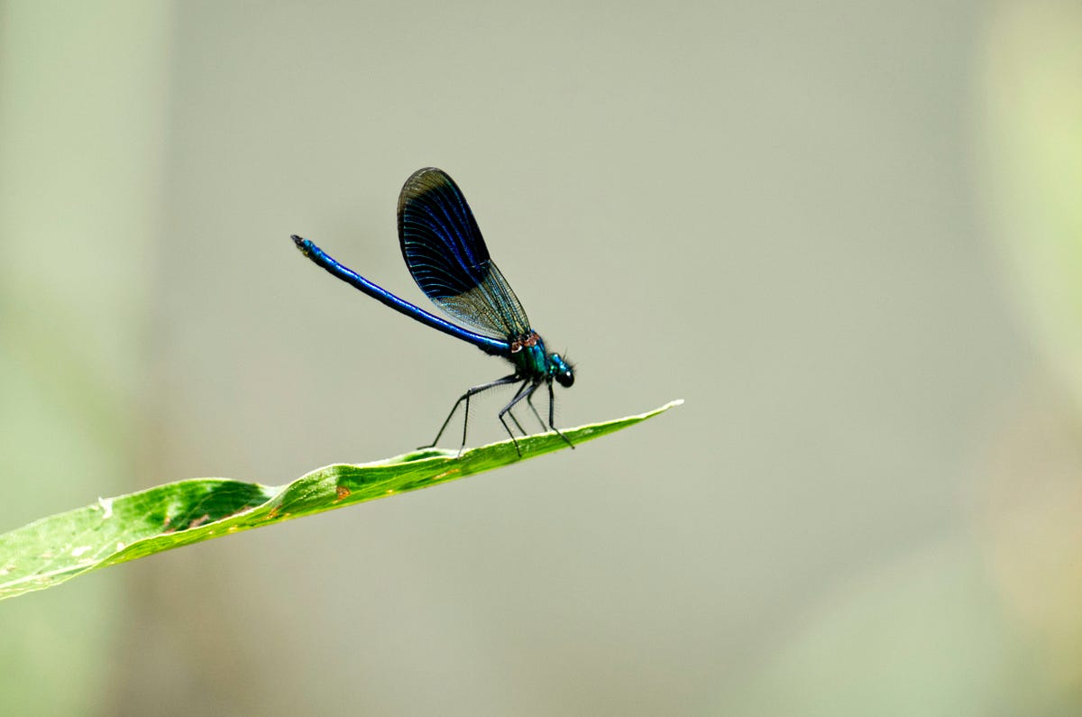 The Broken-Winged Can Still Fly. Into the sky we go | by Brenna Clark | Short. Sweet. Valuable ...
