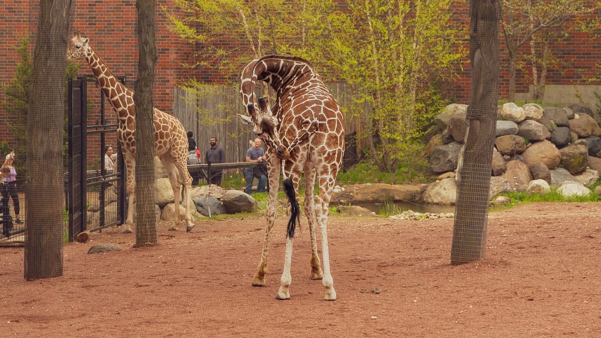 Awkward Angles. I recently upgraded to a new camera on… | by Lindsey ...