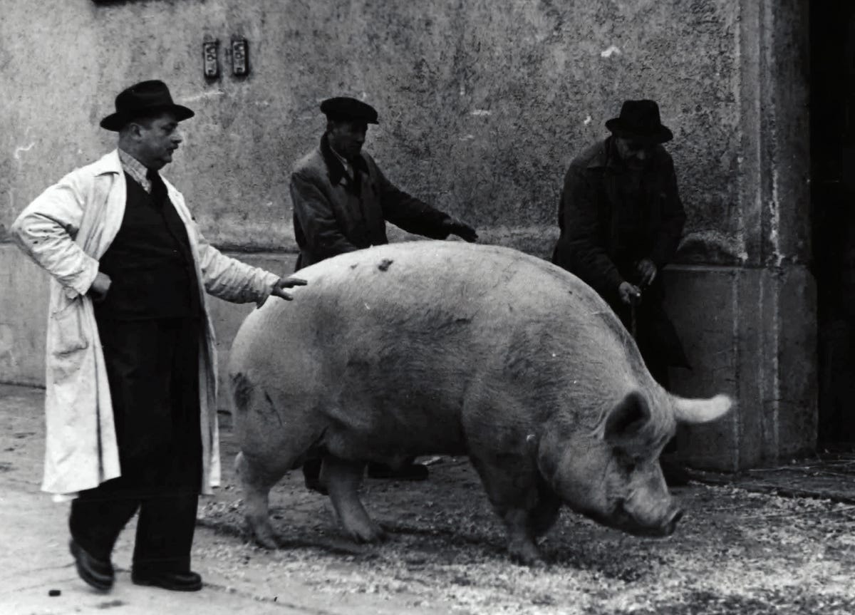 The Strange History of Animal Farm | by Fox in the snow | Medium