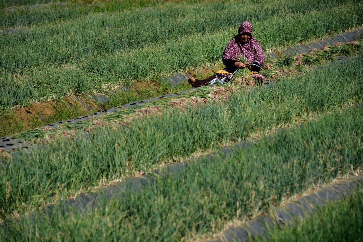 Coronavirus can make hunger crisis worse: Indonesia and the world need ...