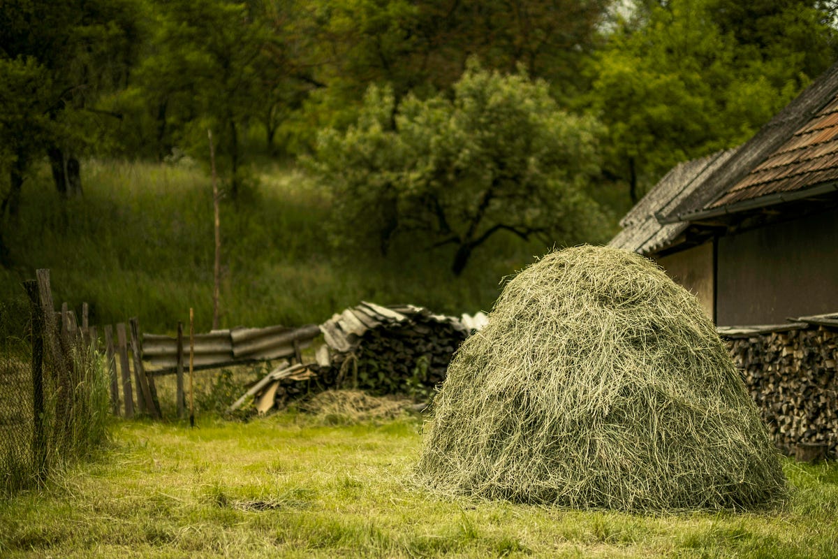 Finding Clarity in the Haystack of Life | by Kat Spencer | Medium