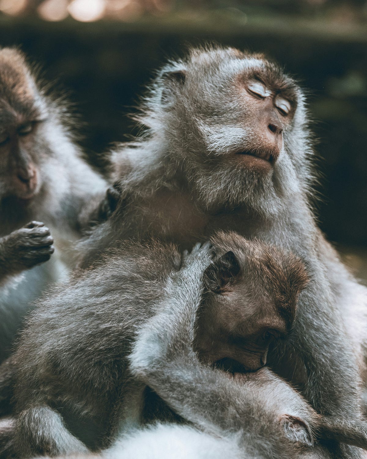 Not my monkeys, not my circus. Solve your own damn problems! | by Tai Le Grice | Apr, 2024 | Medium