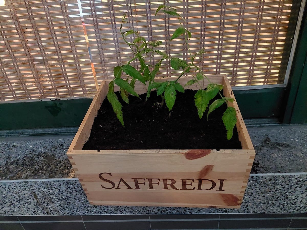 刺波的種植 - yillkid - Medium