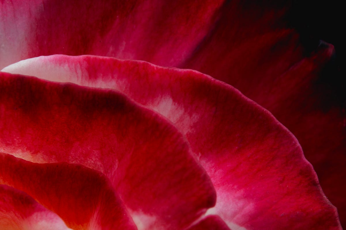 Part-1-Everything is Alive and Conscious: | by Vijay S Sharma | Medium
