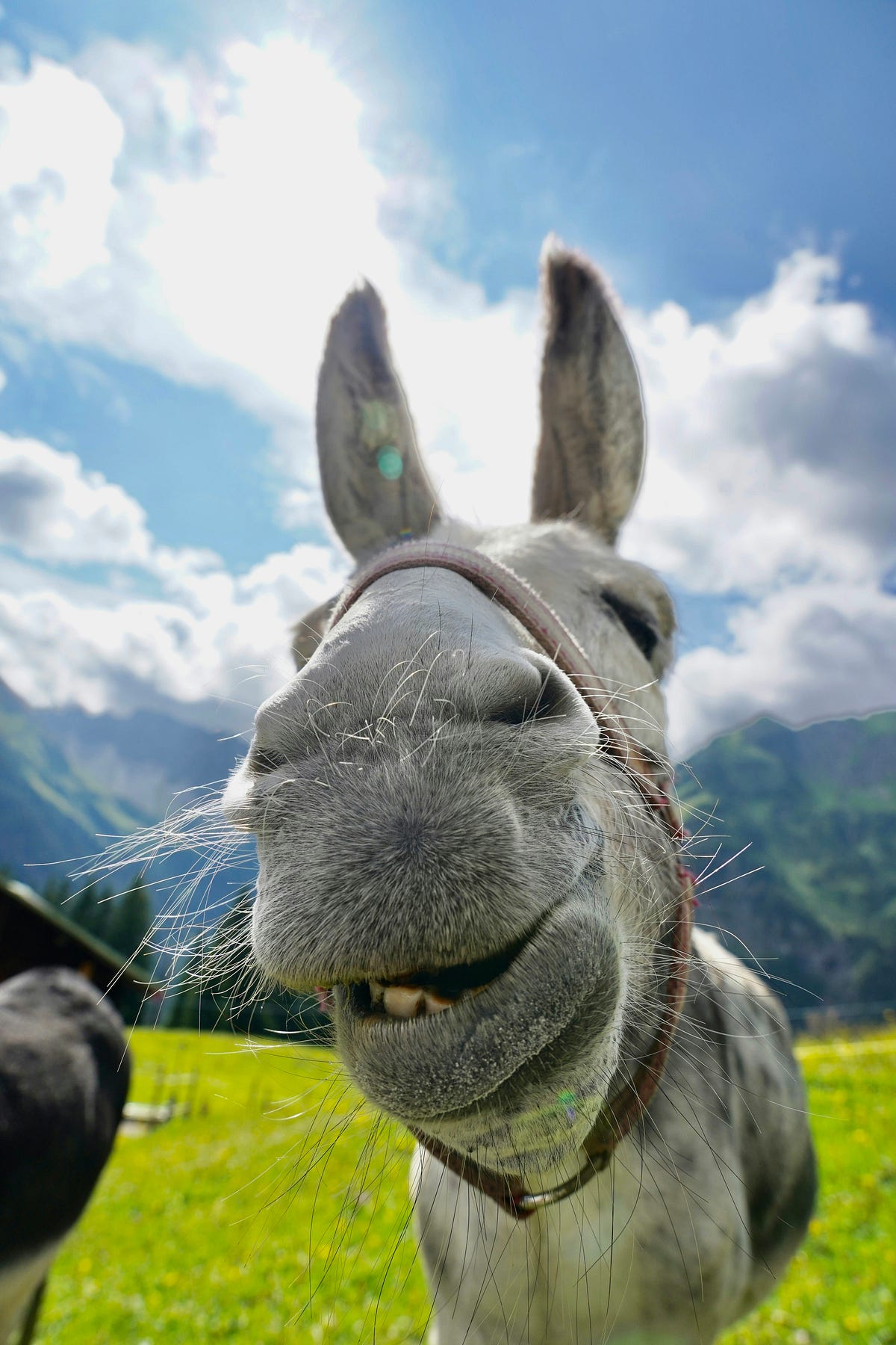 A Donkey’s Wish to Fly. Maybe I just haven’t work hard enough… | by Riz ...