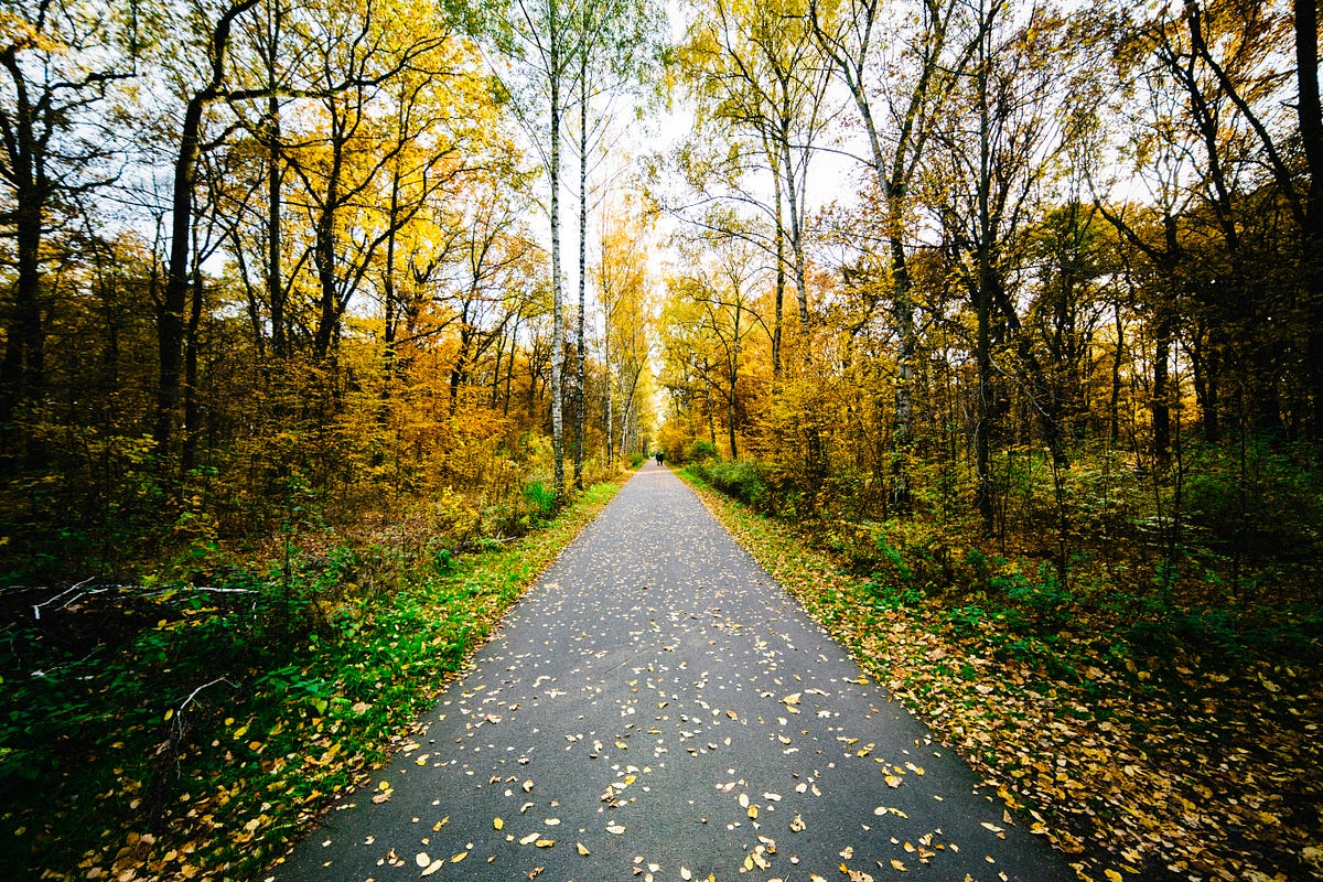 Which Path Will You Be Taking This Year? | by Anthony Xavier | Never ...