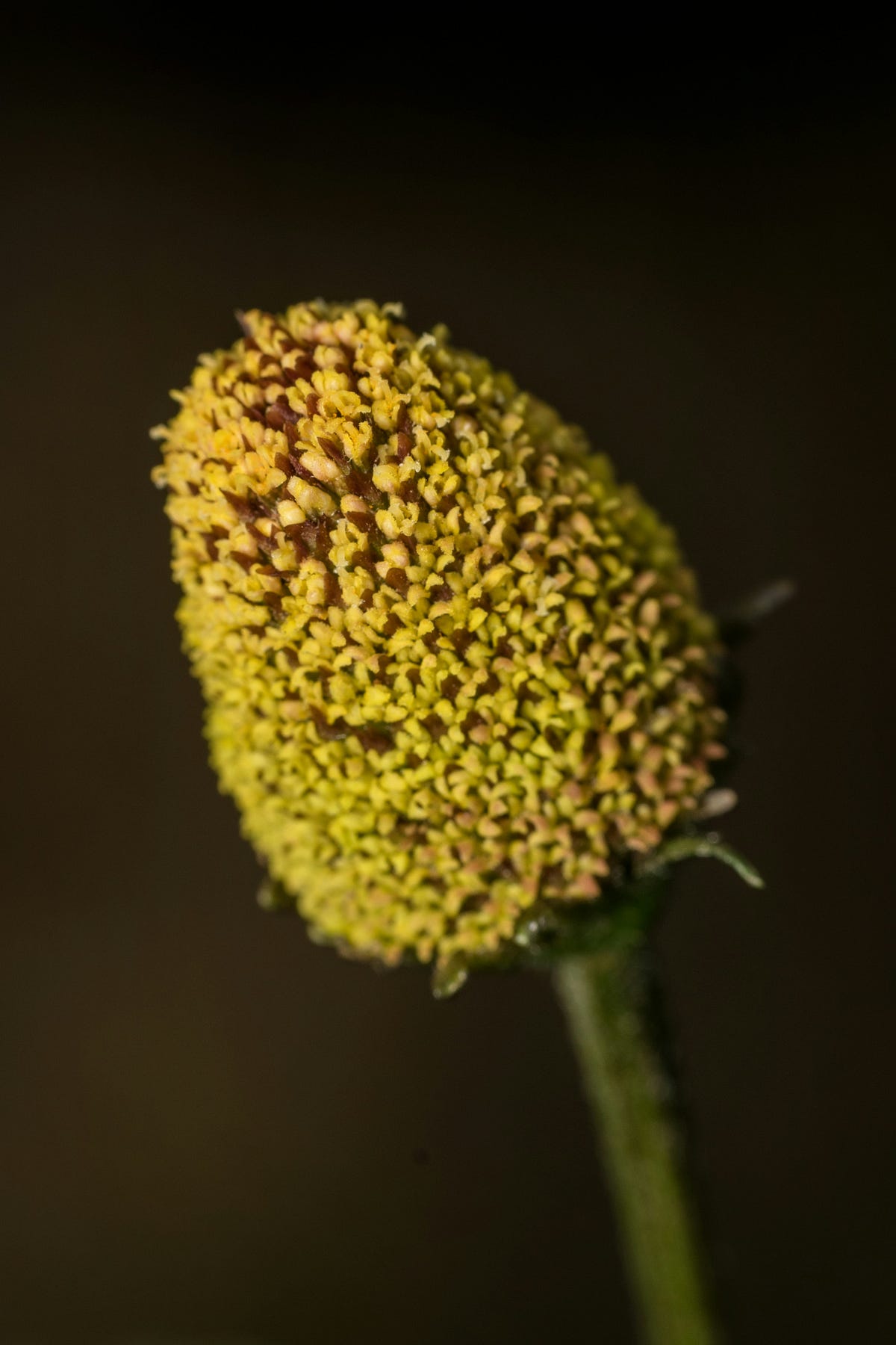 It’s Pollen Time in North Carolina | by Trish Church | Medium