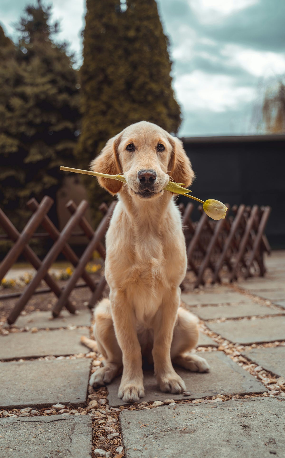 Who’s a Good Boy? All About the Golden Retriever Boyfriend | by Mindful ...