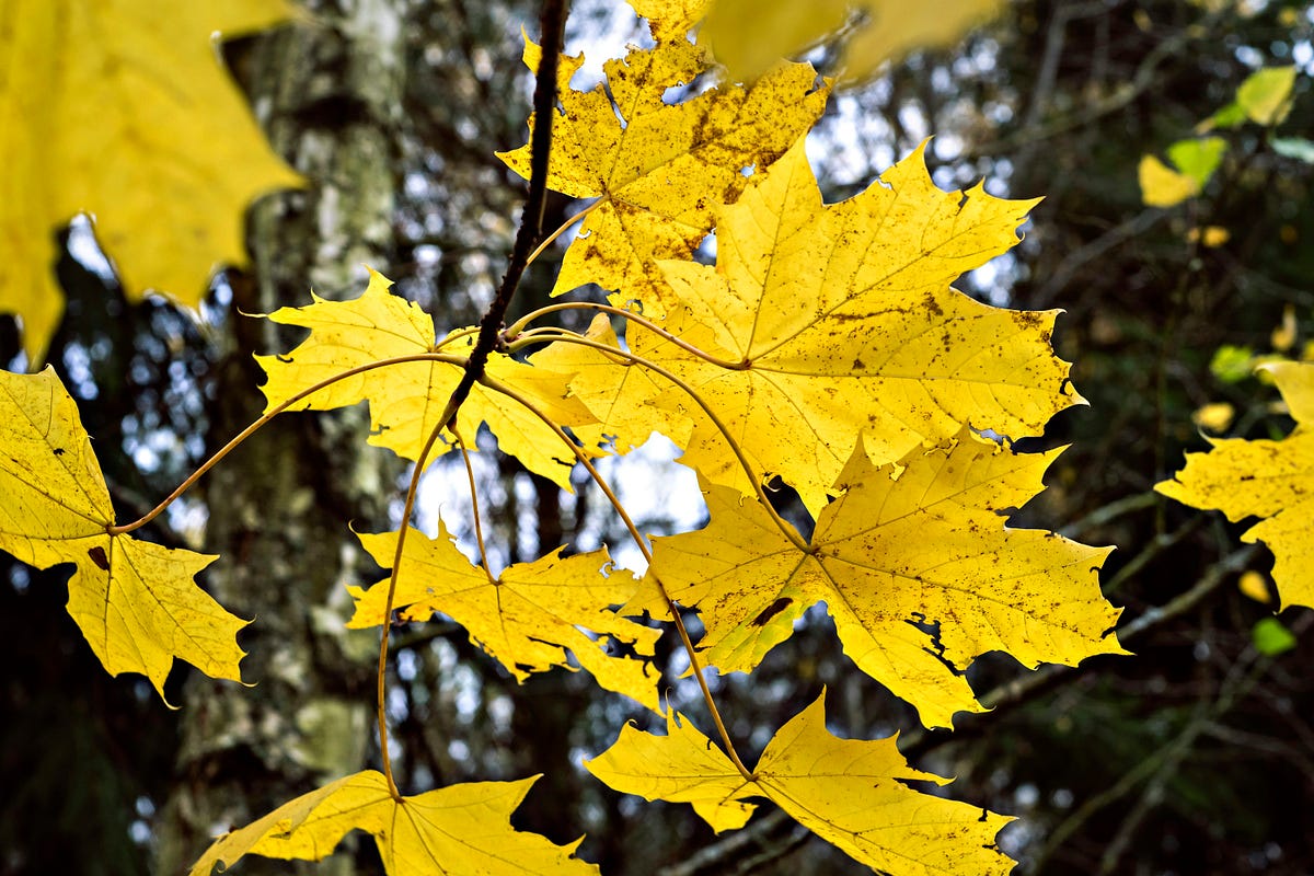 Fallen Leaves In November. How Autumn’s Natural Cover Boosts Soil… | by ...