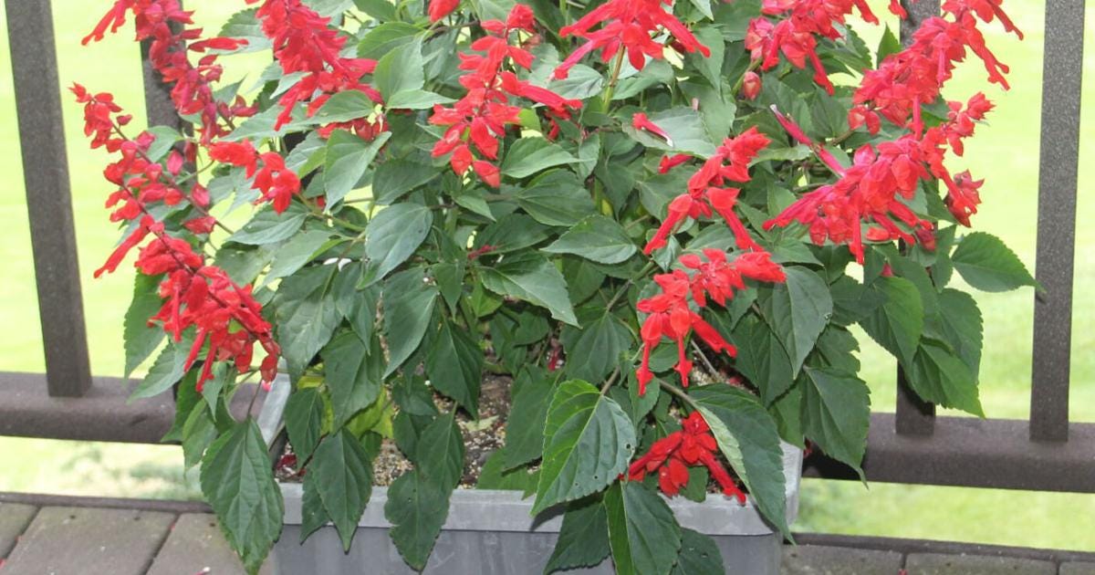 Description Of The Benefits And Challenges Of Growing Saucy Red Salvia ...
