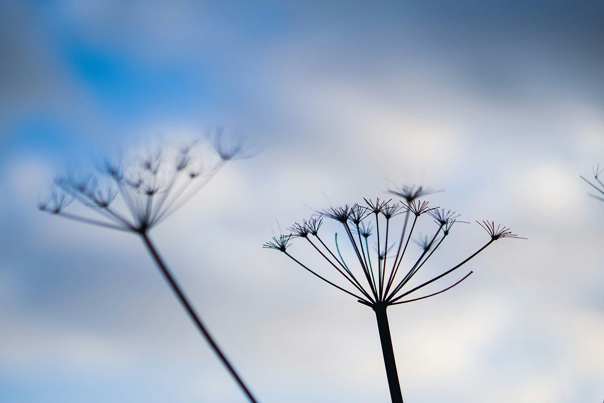 The Midlife Nervous System Reset: Why Burnout After 35 Is an Identity ...