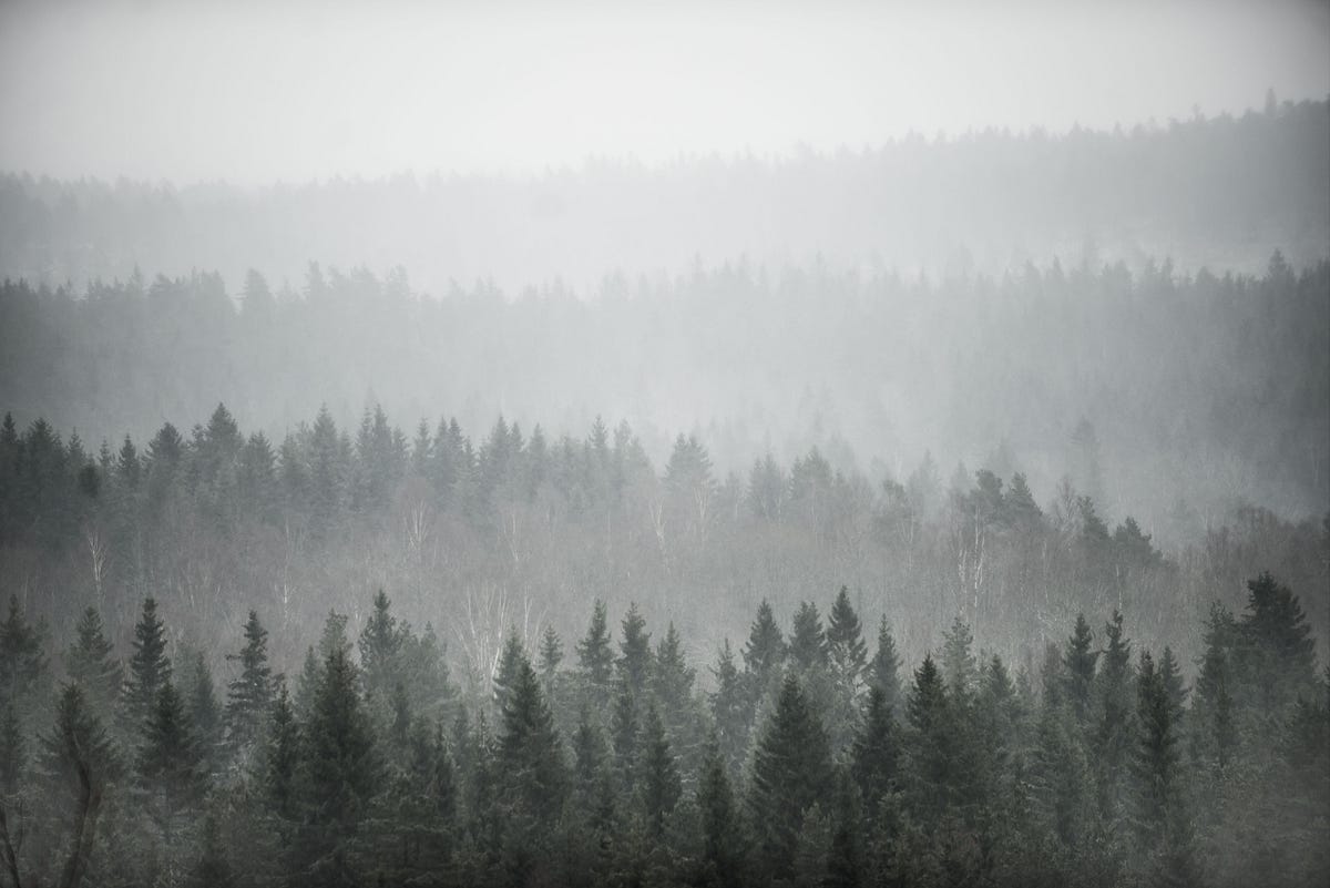 Wood-Based Batteries: The Ultimate Sustainable Technology? | by Will ...