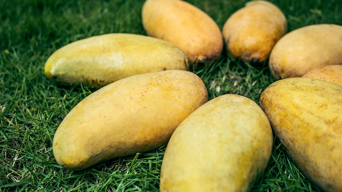 Classification of Mangoes into one of The Six Ripening Stages — Mango Lovers Edition | by Renuka ...