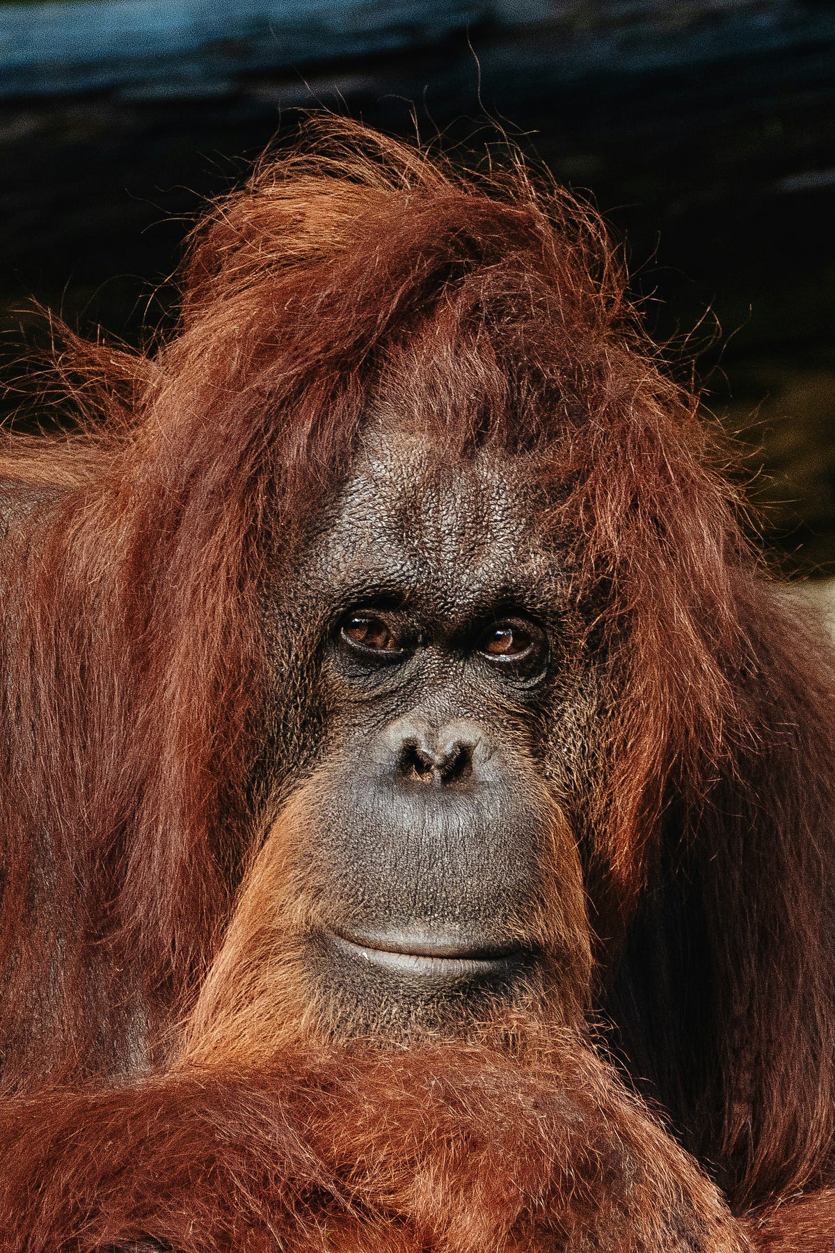 The Orangutan, the Chicken and the Big Lie | by Jerry Dwyer | Fiction ...