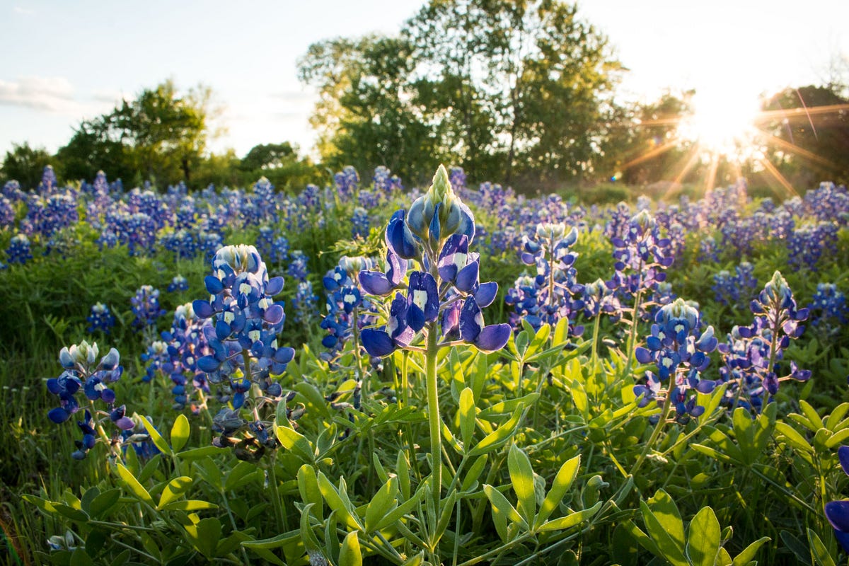 Texas Bluebonnets & Blessings. The man finds himself agitated — it has ...
