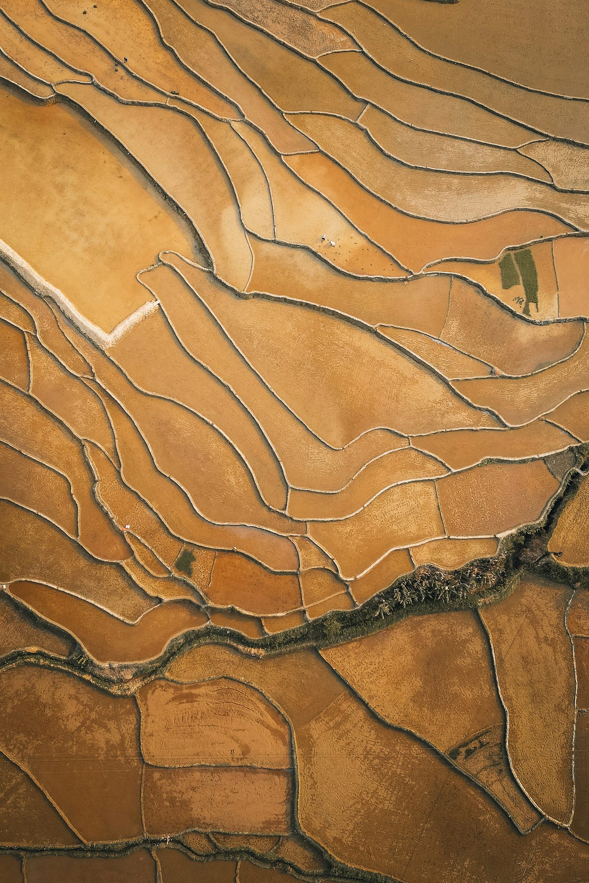 Evolve or Stagnate: Why Self-Improvement is Non-Negotiable | by Cactus Scribes | Apr, 2025 | Medium