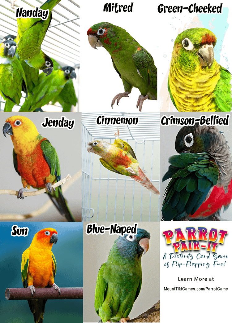 Conure Species: Types and Characteristics | 2025 | Medium