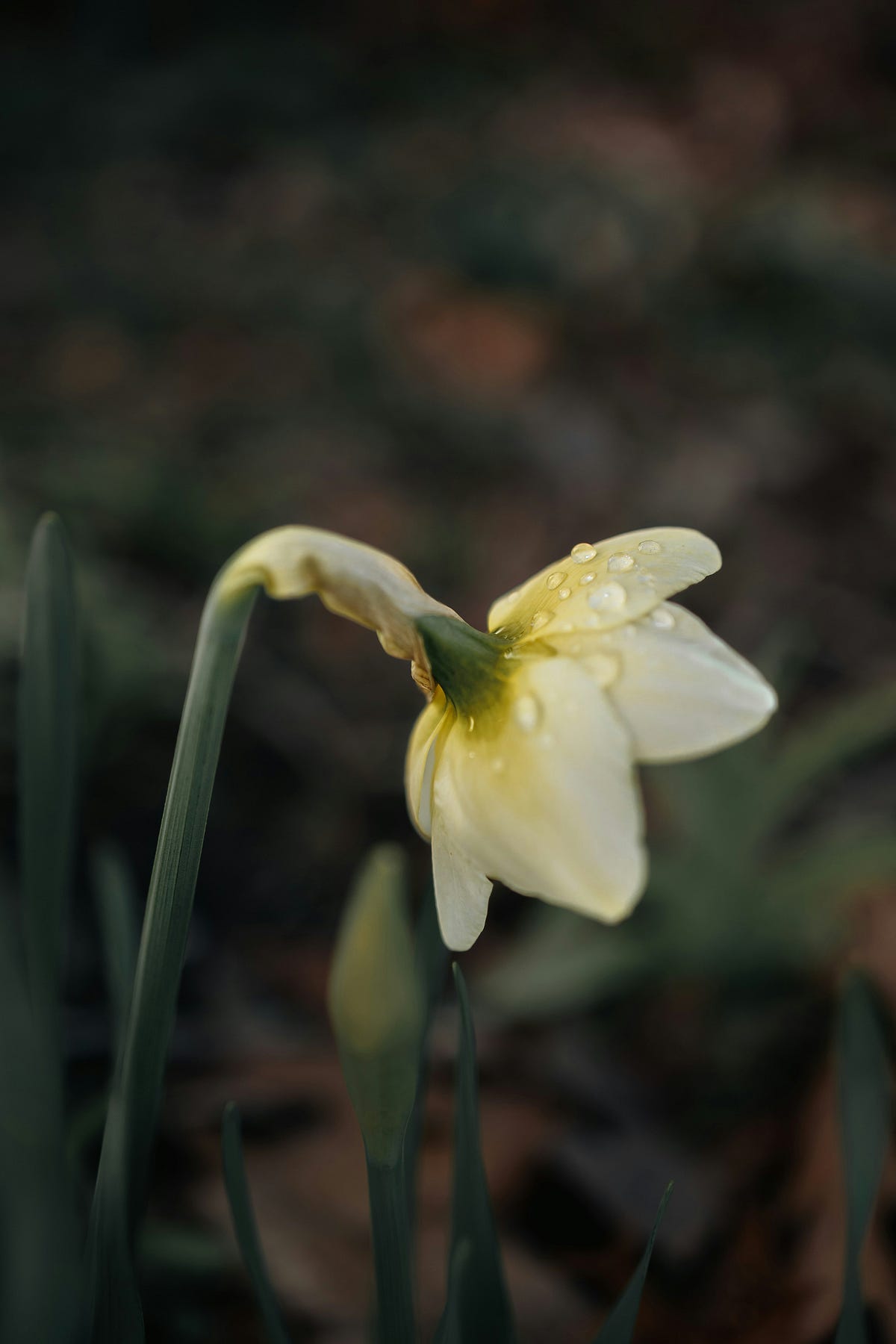 A Wilted Daffodil. A dark poem | by Words by Egypt | Scuzzbucket | May ...