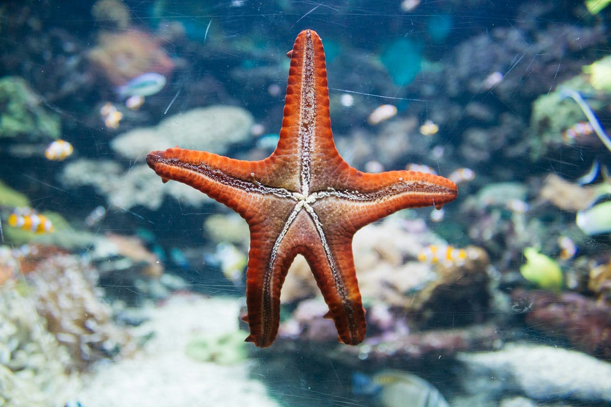 Did you know … starfish can regenerate their nervous system? | by Susan ...
