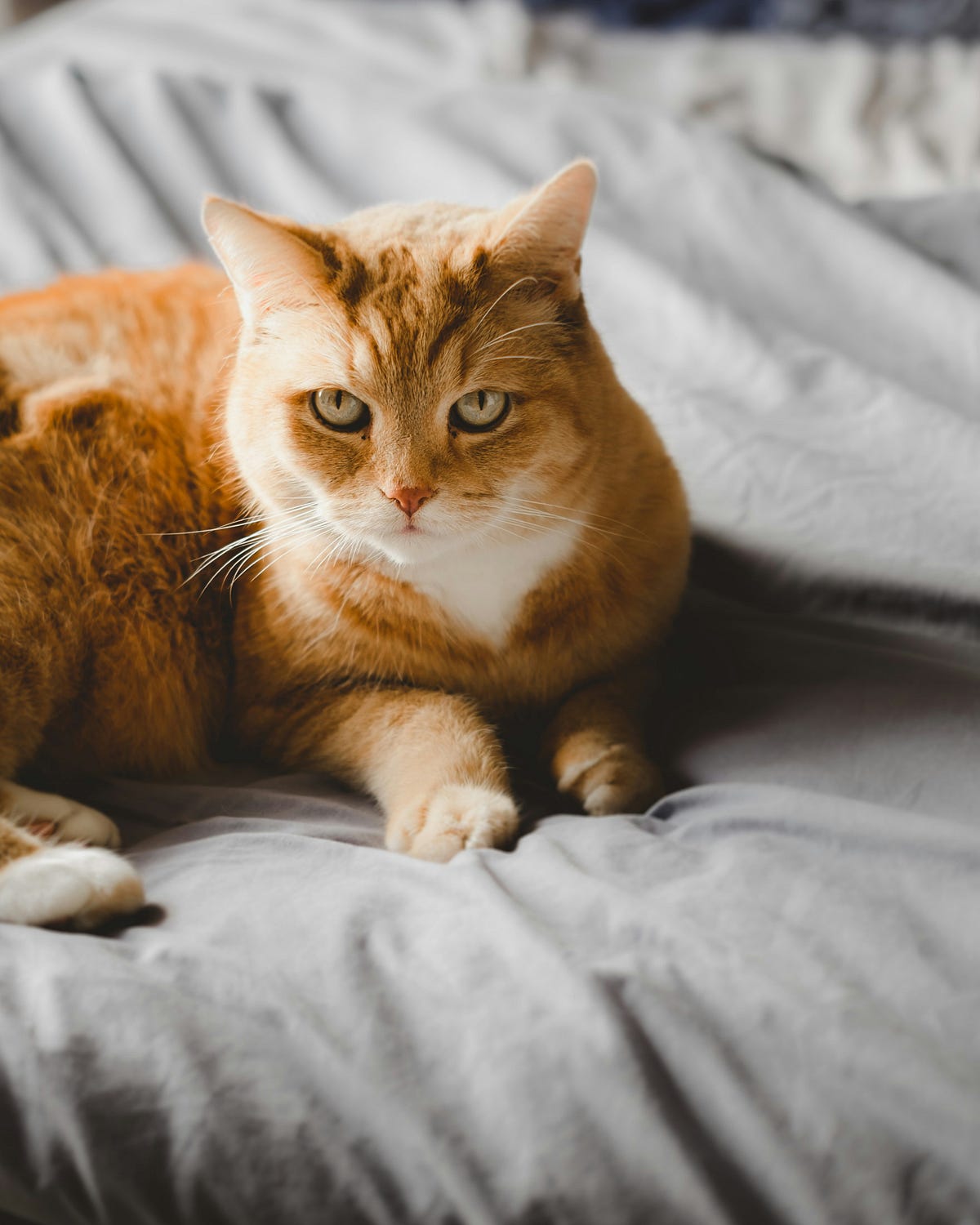Confessions of My Cat. Unfiltered truth from a Feline Master! | by ...
