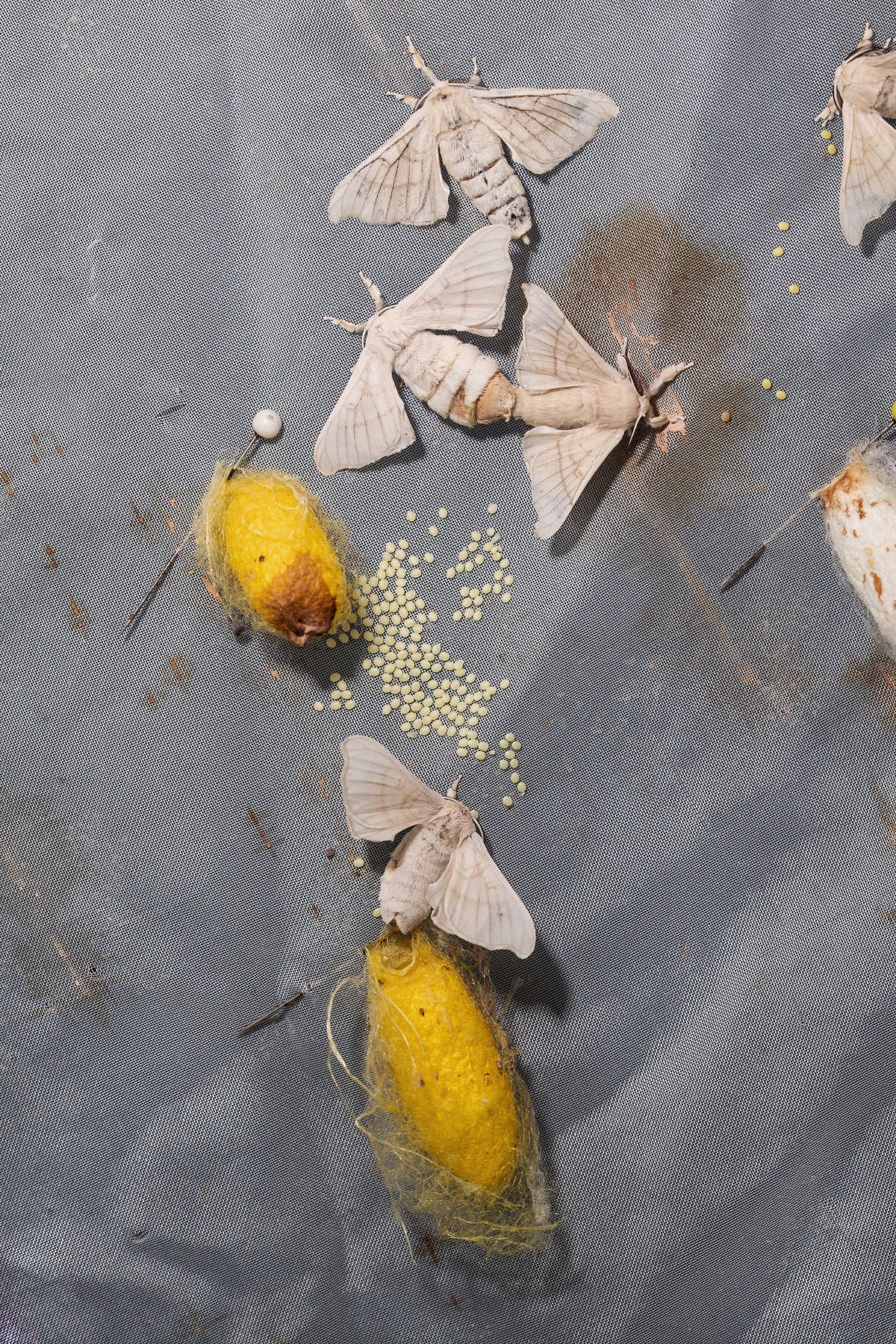 The Magnificent Bug That Spread The Black Death, But Also Faith | by ...