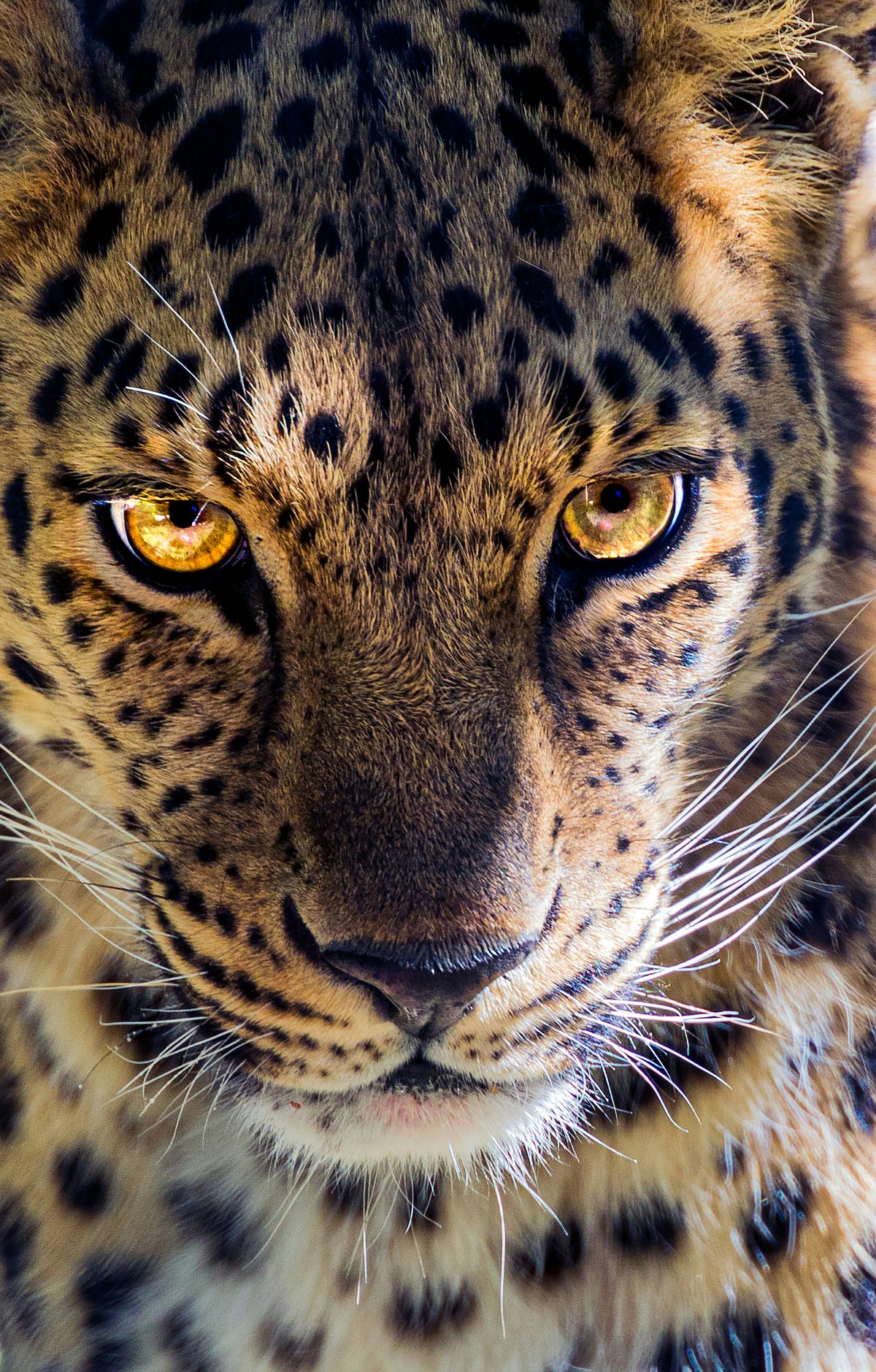 A Leopard CAN Change its Spots: How I Retrained My Brain | by Trinity ...