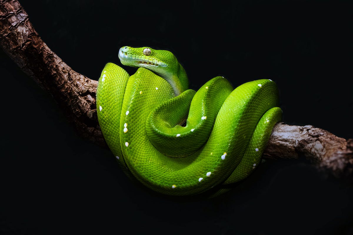 How to Install Python 3.8 on SUSE Linux Enterprise Server 15 [SLES 15 ...