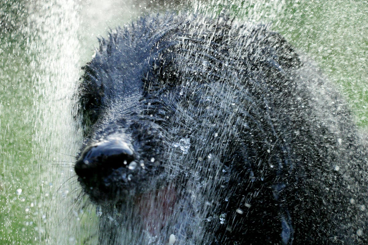 There’s Nothing Friendlier Than a Large Wet Dog | by Conni Walkup Hull | Medium