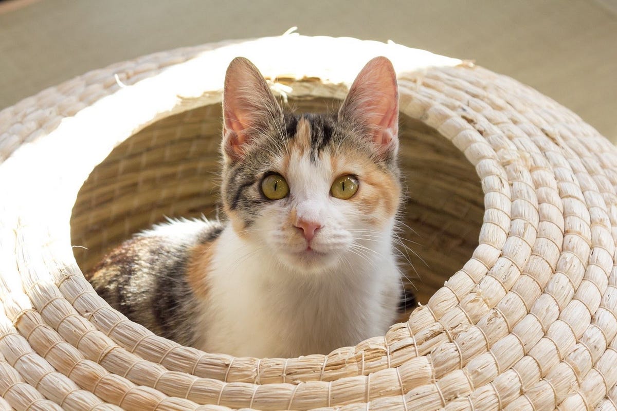 Cat-Centric Destinations That’ll Leave You Feline Fantastic | by Viator ...