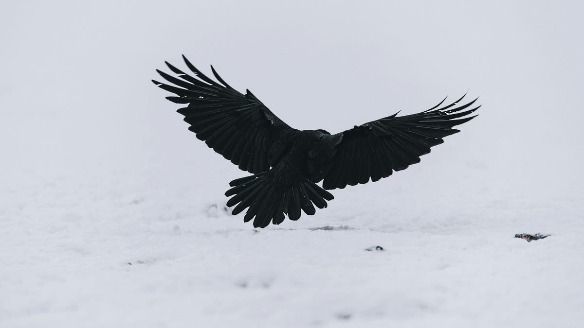 Did You Know…Crows Have Been Known to Leave Gifts for Humans Who Feed ...