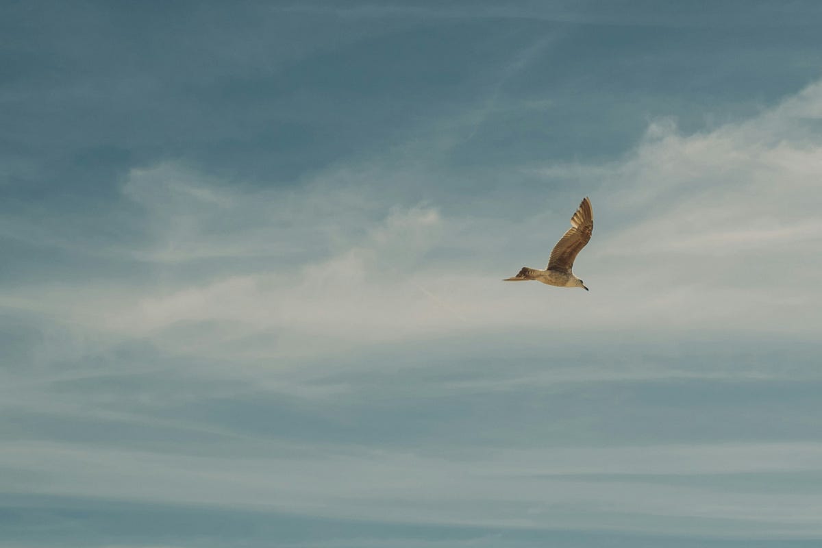 🌀 Simulating a Cellular Automaton in Python: Build Your Own Conway’s Game of Life | by Elshad ...