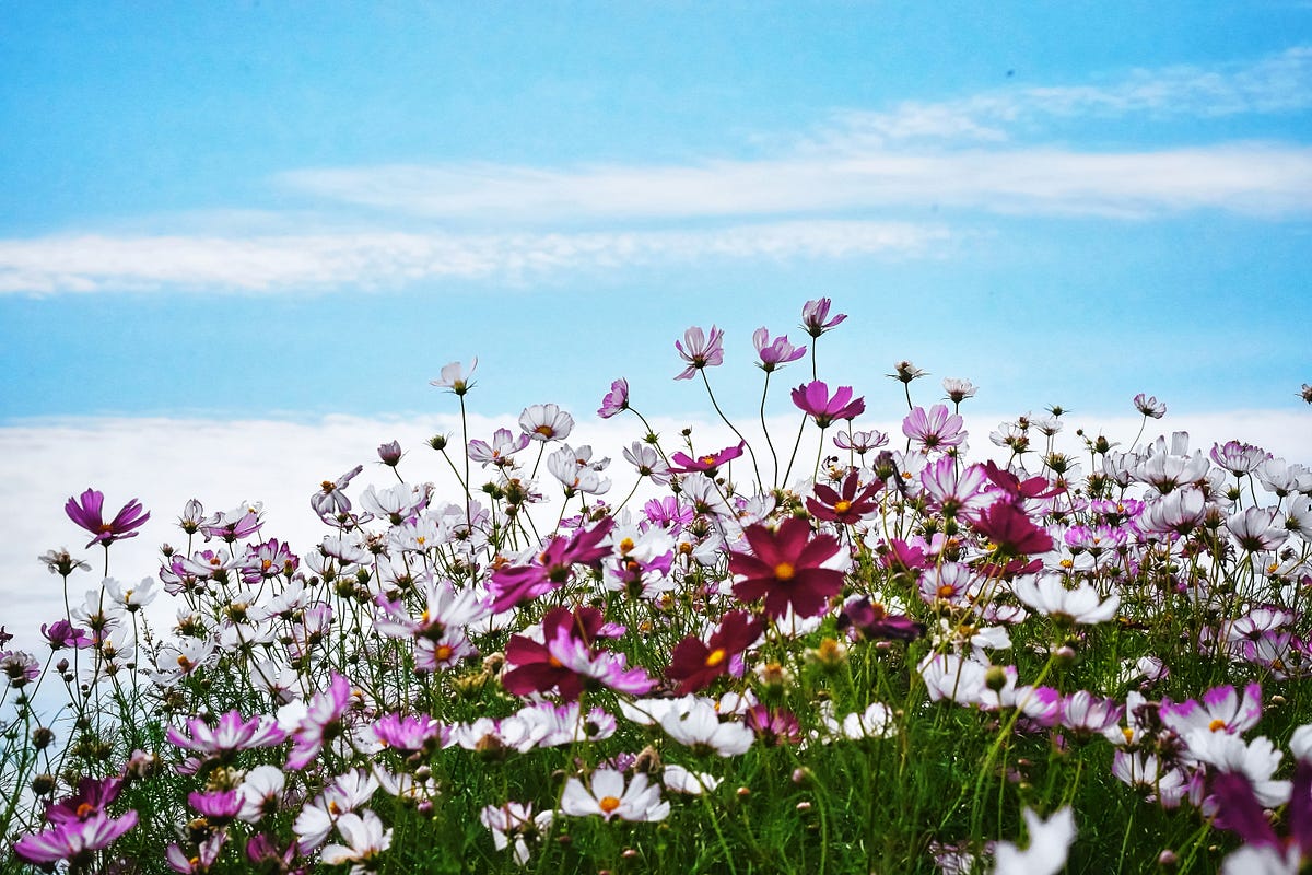 TOPIC: YOU ACCEPT NATURE OVER SOME PEOPLE IN YOUR LIFE. | by Danjuma Plangkat 🖊️ | The Love Pub ...