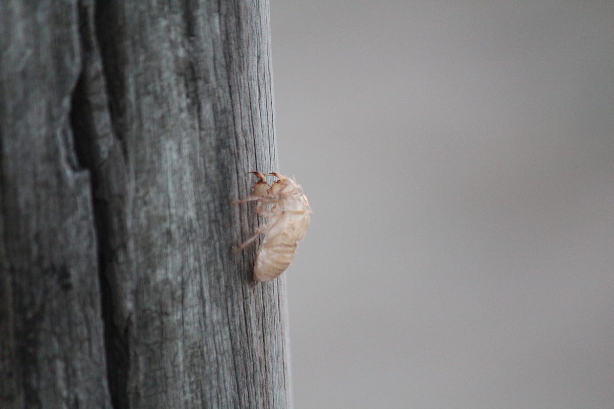 Cicada Shells. Echoes of a Desert Childhood | by Pixel Floyd | Write Under the Moon | Medium