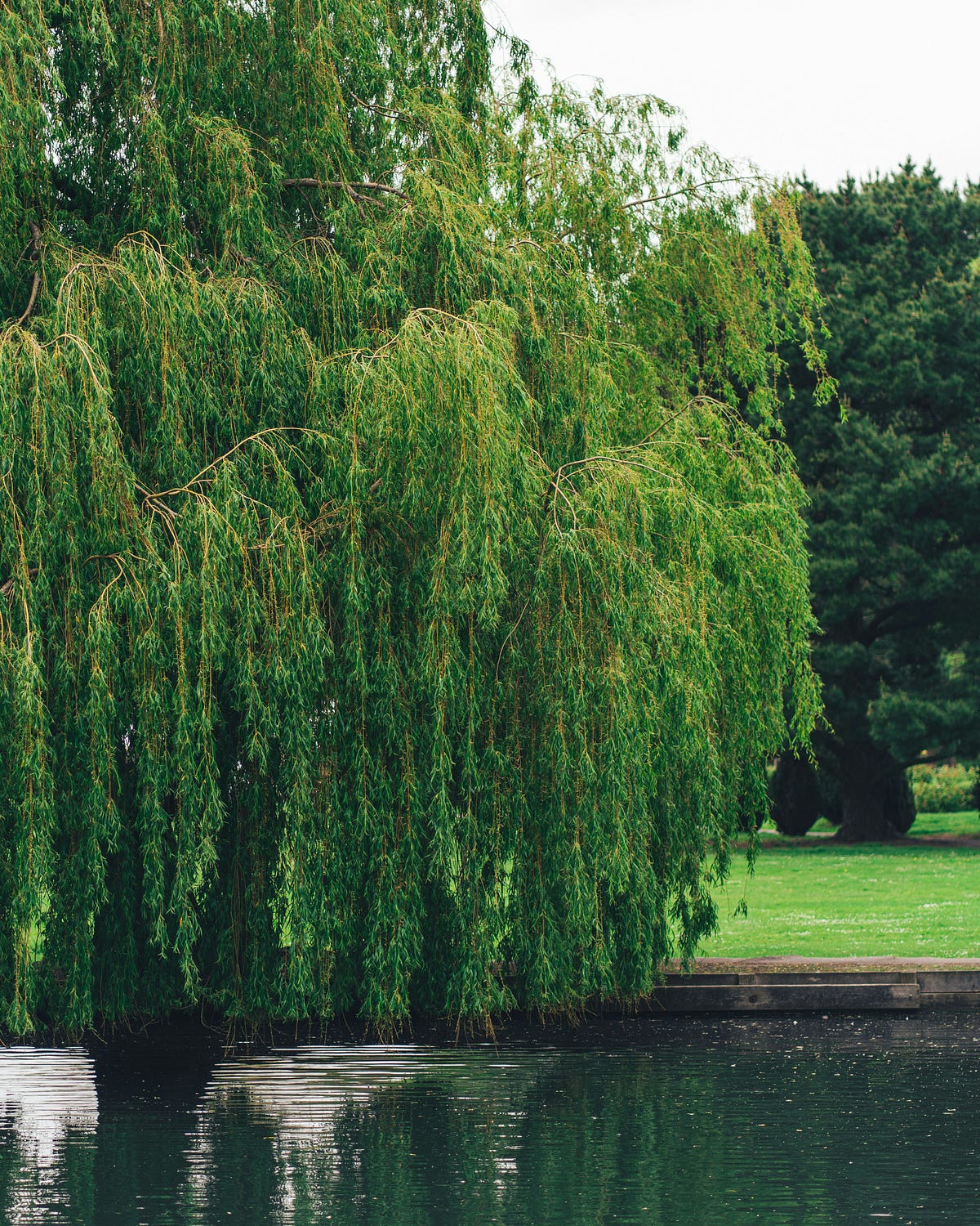 Hello Willow. Why I keep returning to the same tree… | by Naomi E ...