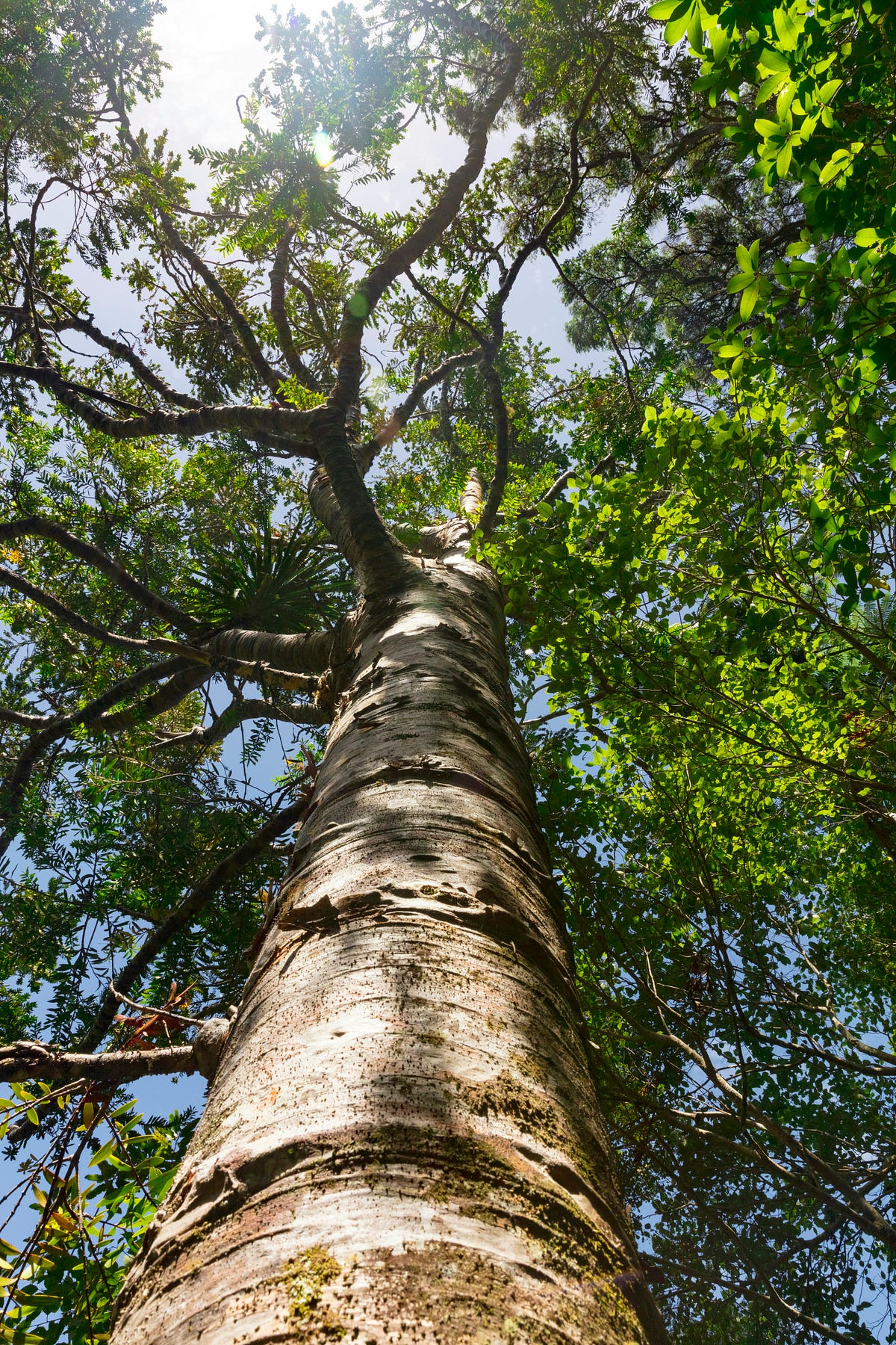 The Secret Life of Tree Bark: Nature’s Biggest, Baddest, Gas‑Guzzling ...