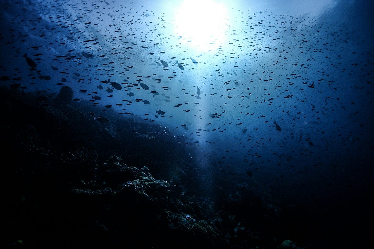 When Oceans Gasped: Periods of Low Oxygen and the Evolution of Marine ...