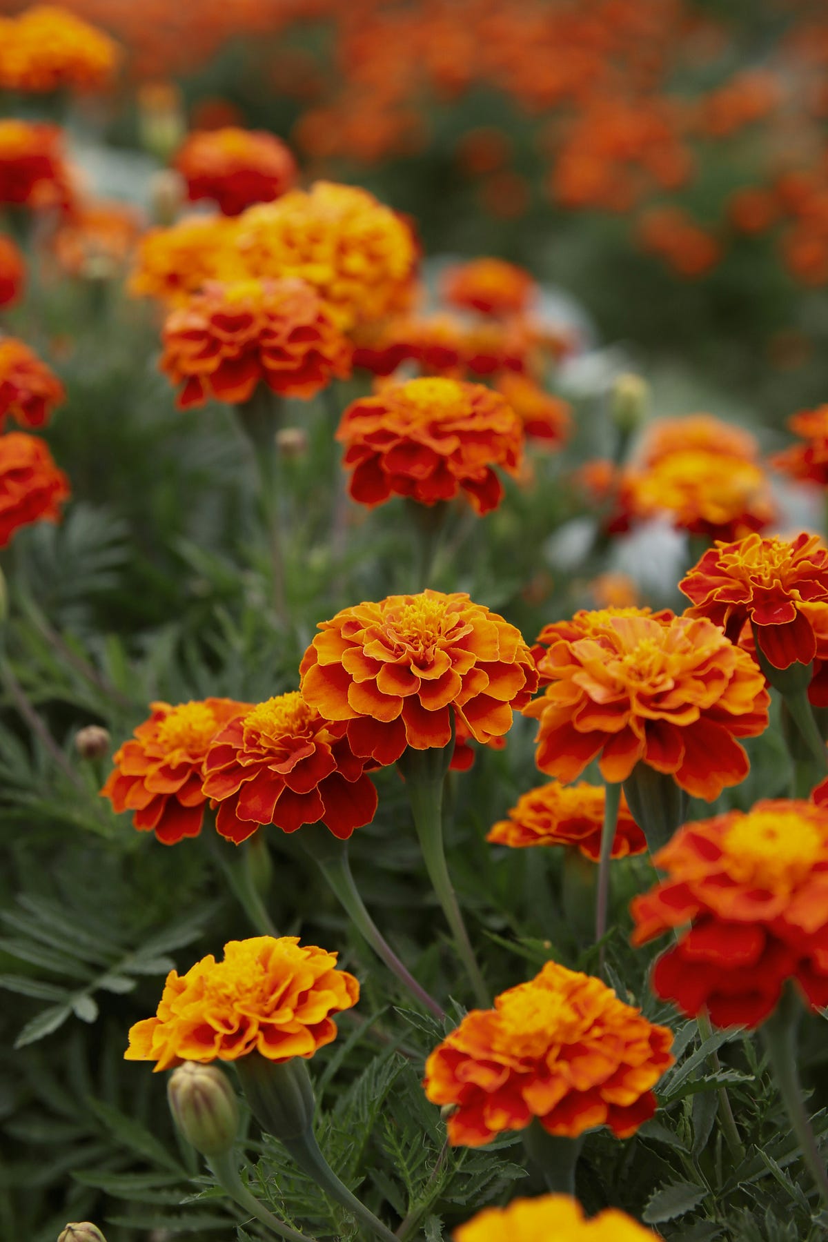 Flower. Here I lie as beautiful as I can be… | by Hashan & Snowy | Jan, 2024 | Medium