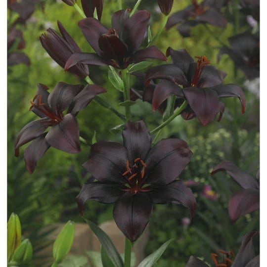 Black Lily Flowers | by Thomas Garcia | Jul, 2024 | Medium