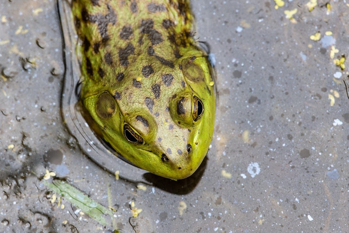 The Wisdom of the Bullfrog: Leadership Made Simple | by The Roots | Medium