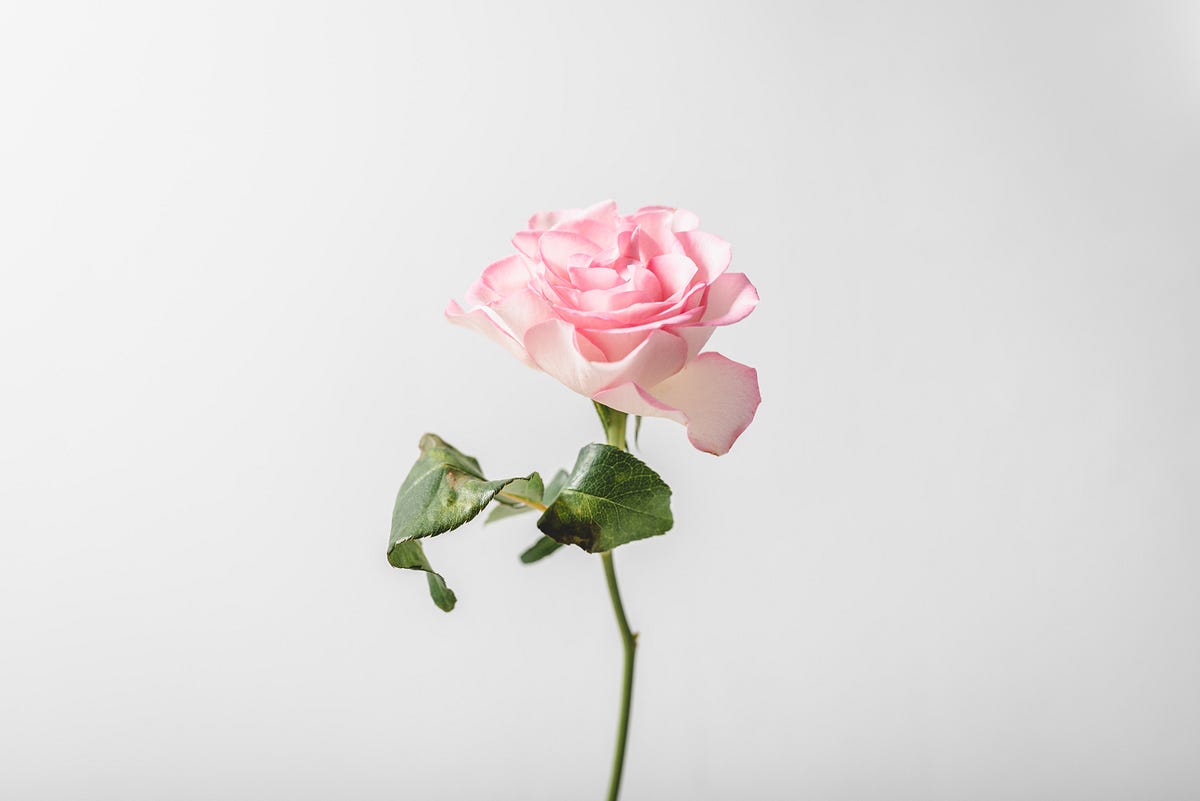 A Rose is NOT (just) a Rose in Chinese?? | by Essie (Sing & Learn ...