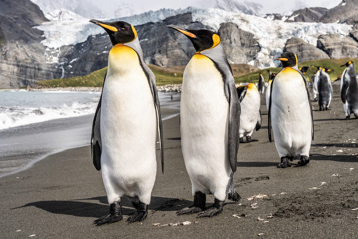 The March Of The Penguins. Marty And Julia’s Journey | by Thesilkroads ...