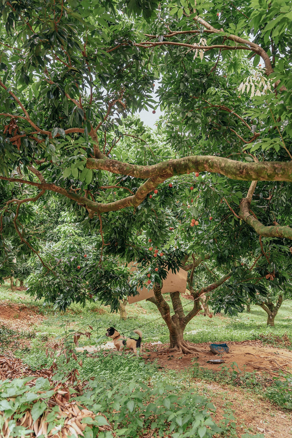 #05: The Tree - Miracle. - Medium