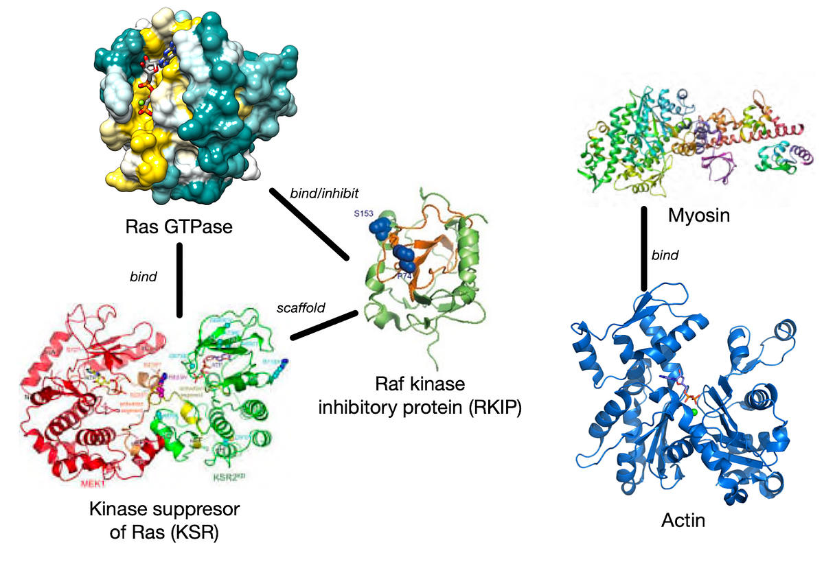 Protein Function Prediction With Graph Neural Networks By Kevin Yang 7586