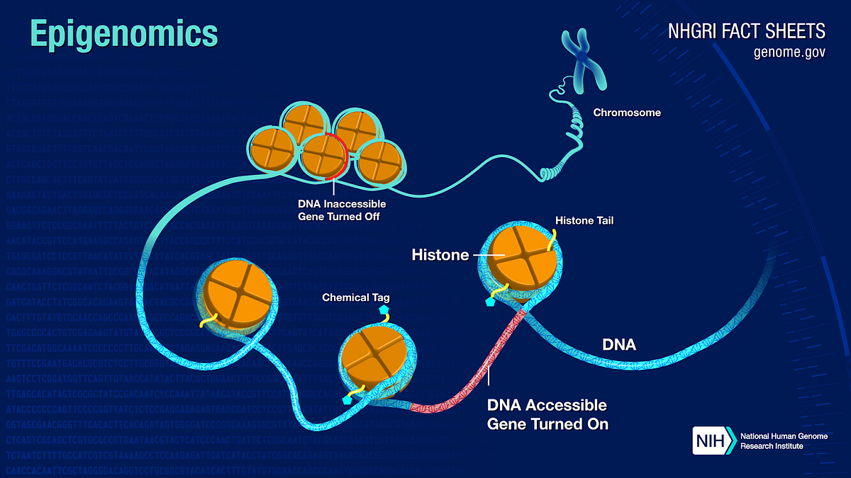 Facts About Genomics!. The study of epigenetics is the study… | by ...