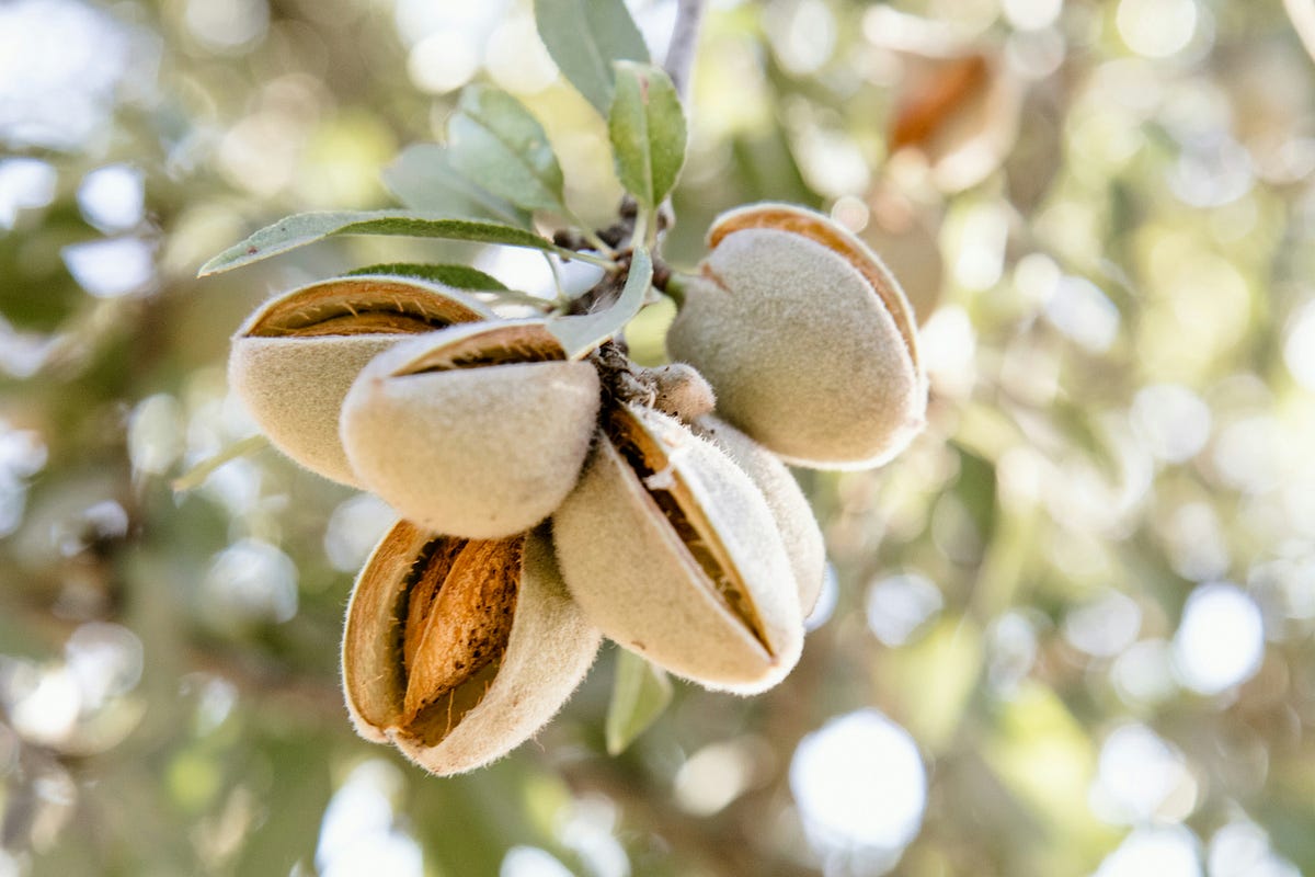 20 Nutritious Quotes That Celebrate the Power of Almonds | by ...