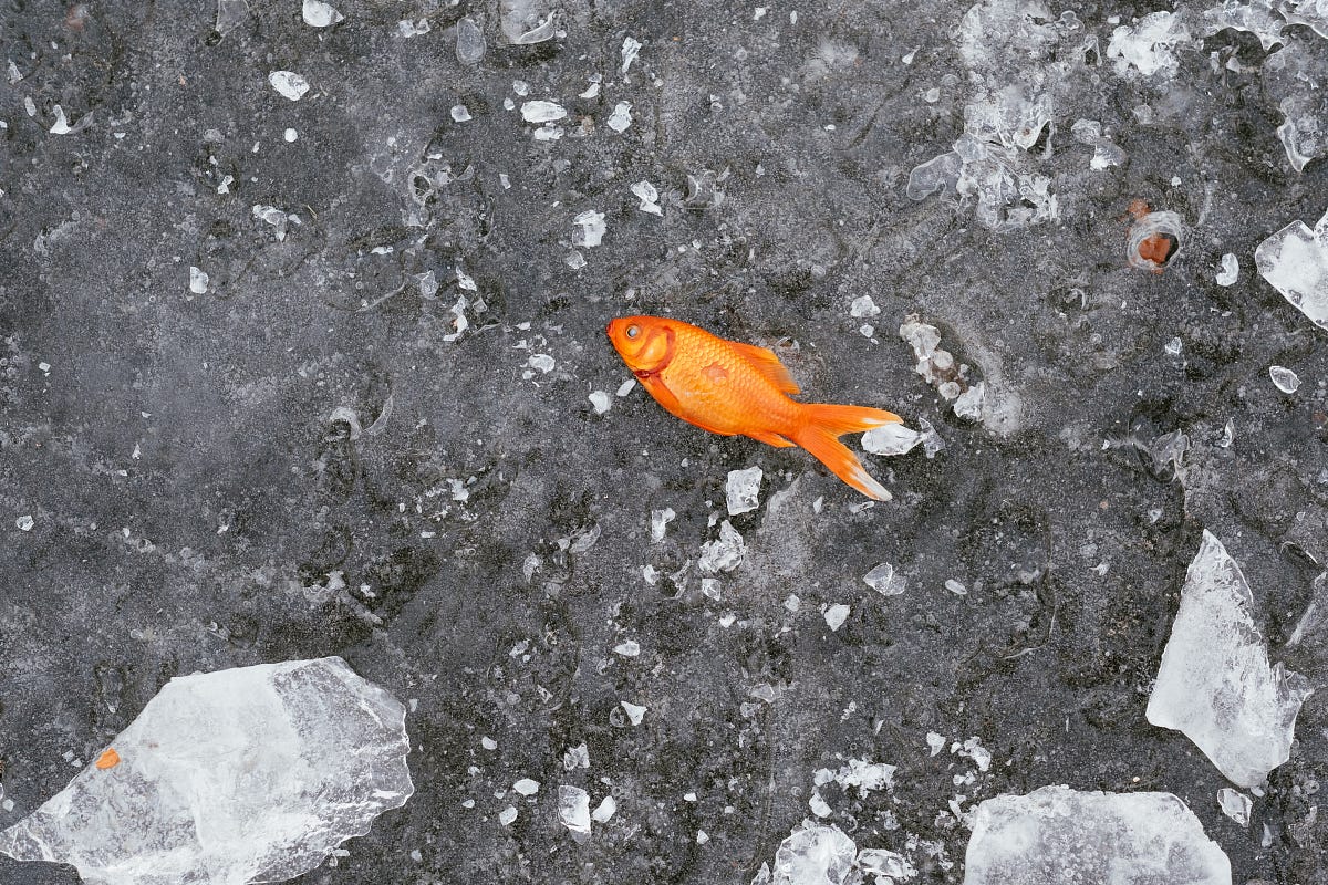 Fried Catfish (poem) - Judenpogro - Medium