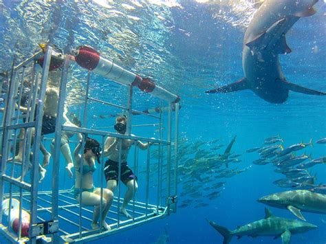 Review 5 Thrilling Shark Excursions in Oahu for Adventurous Travelers ...