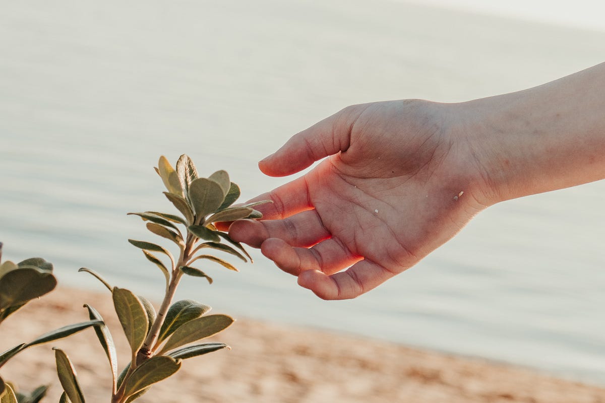 Three Life Lessons I Learned from Planting a Tree | by Dilanka Gamage ...