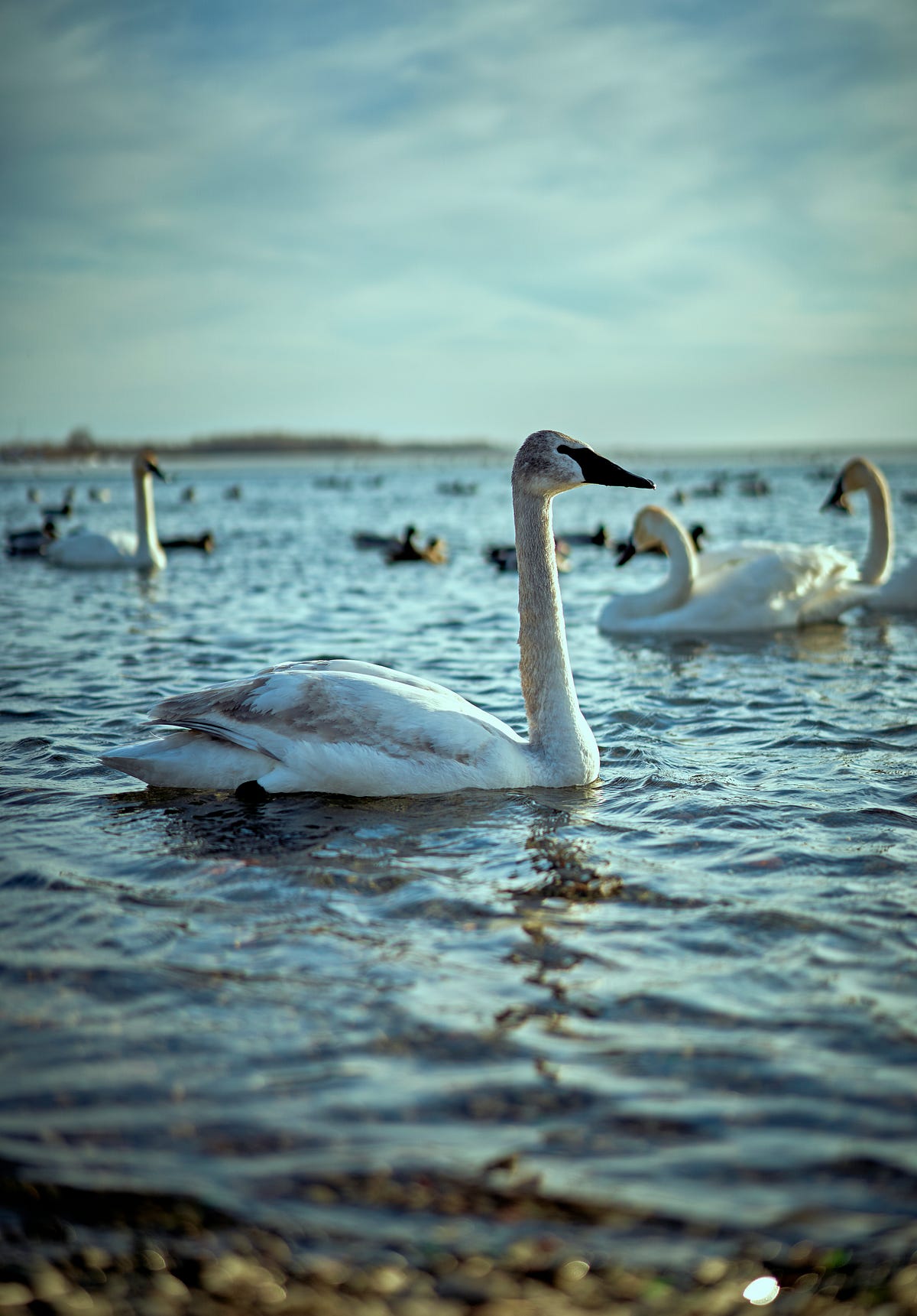 Wings Like a Prayer: The Swan Keeper | by Milana Marsenich | Bouncin ...