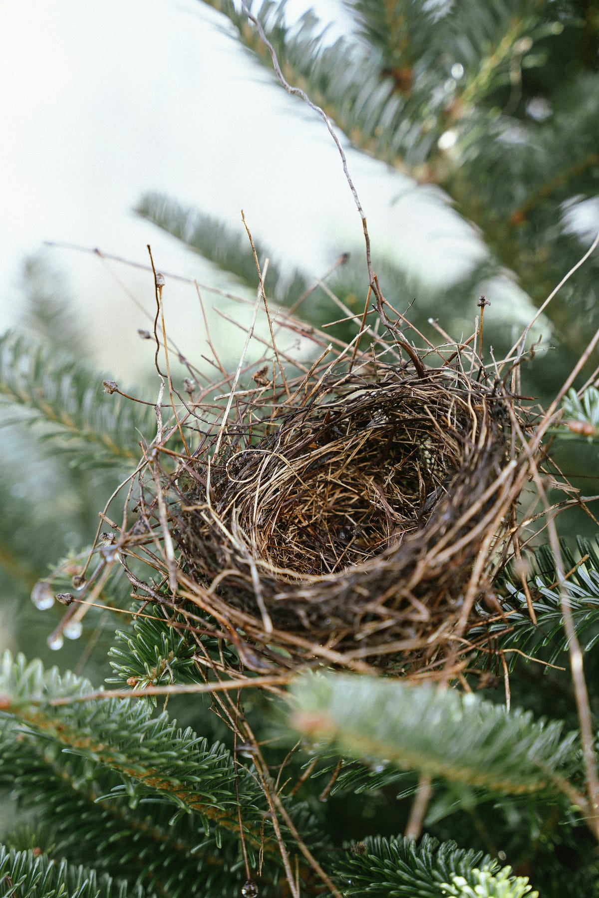 Empty Nesting - Jeannie.Chambers - Medium